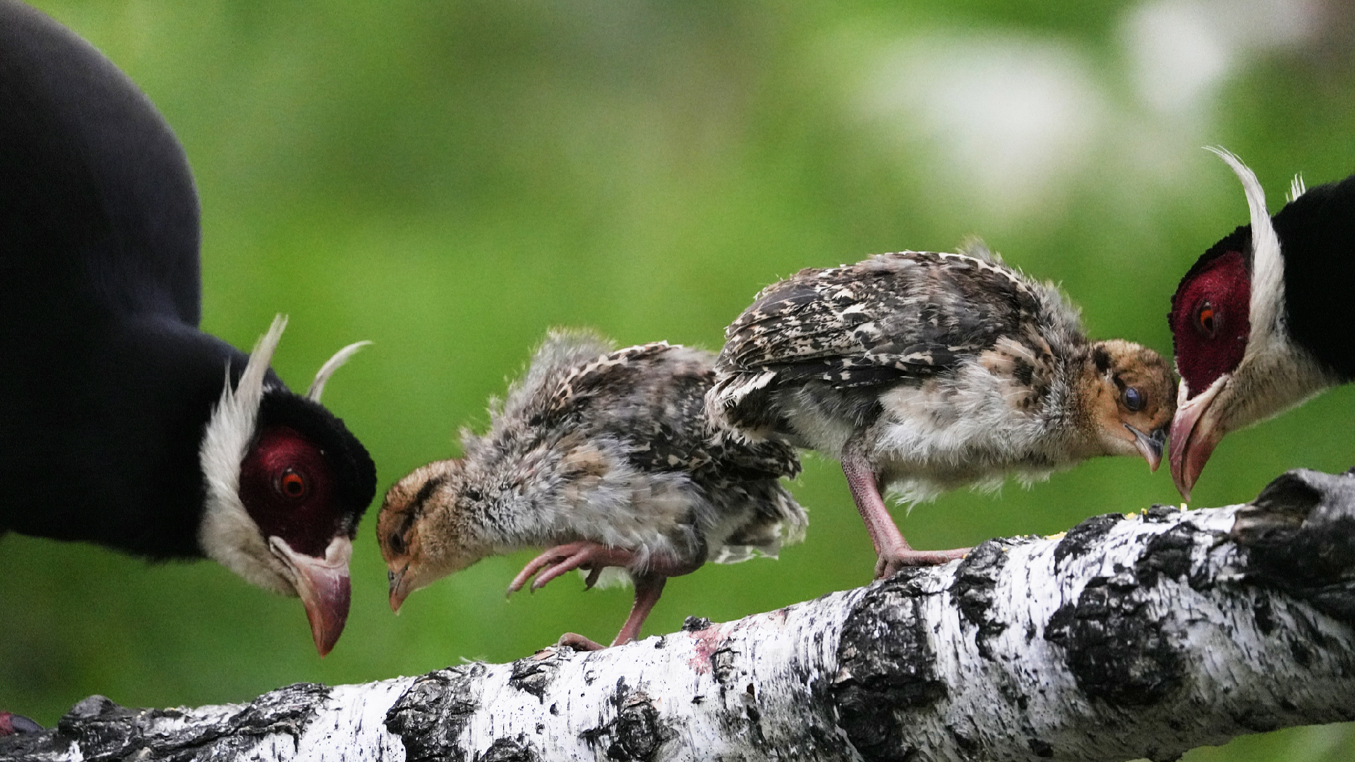 Brown-eared pheasants thrive in Shanxi forest - CGTN