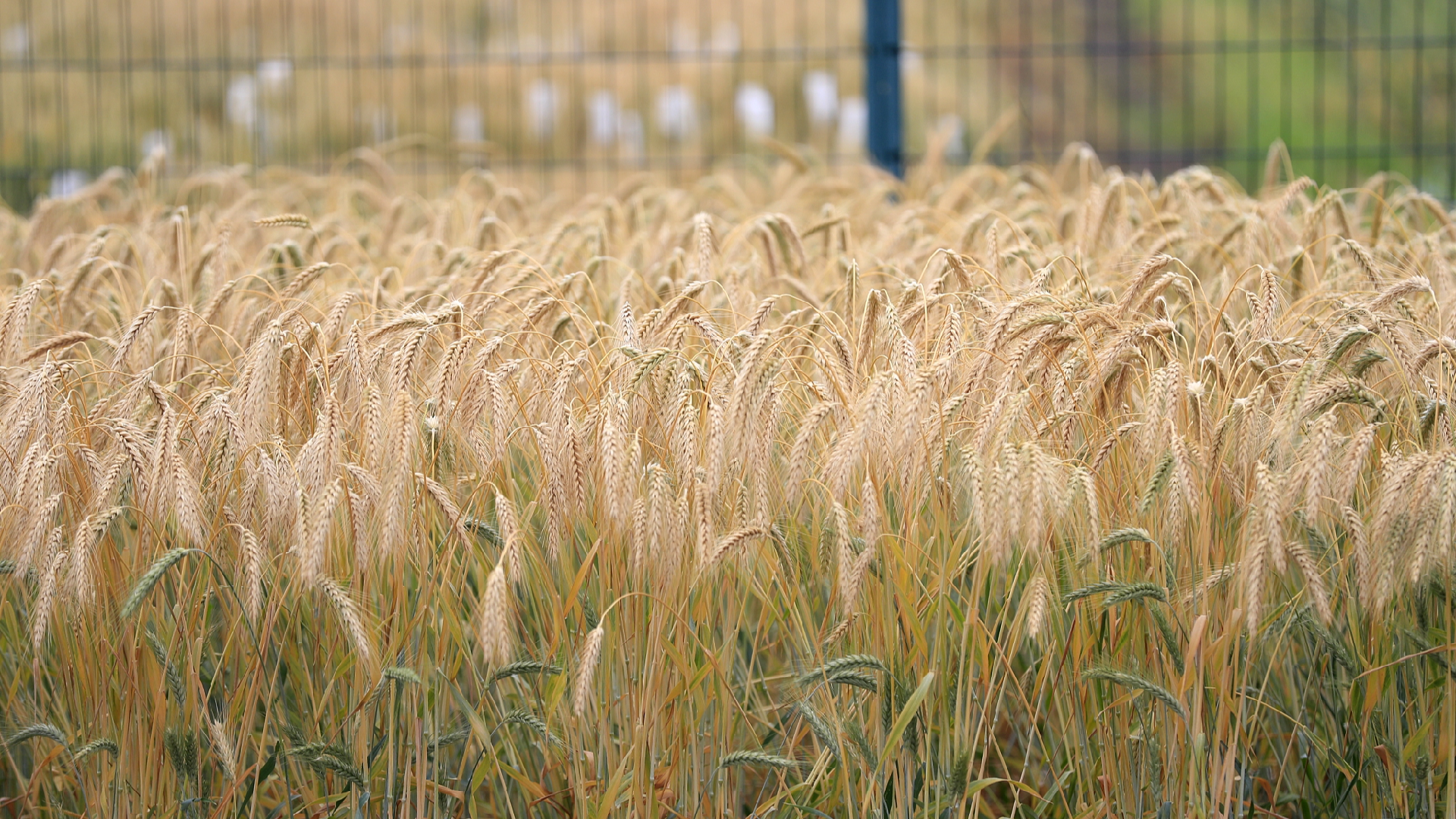Chinese, British scientists tap unused historic wheat collection - CGTN