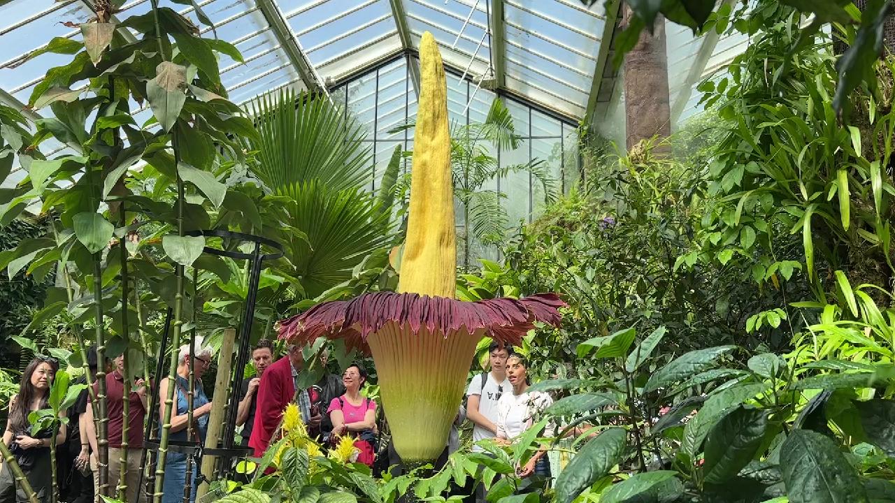Rare giant 'corpse flower' blooms at London's Kew Gardens - CGTN