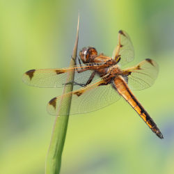 Critically endangered dragonfly Libellula angelina spotted in Beijing ...