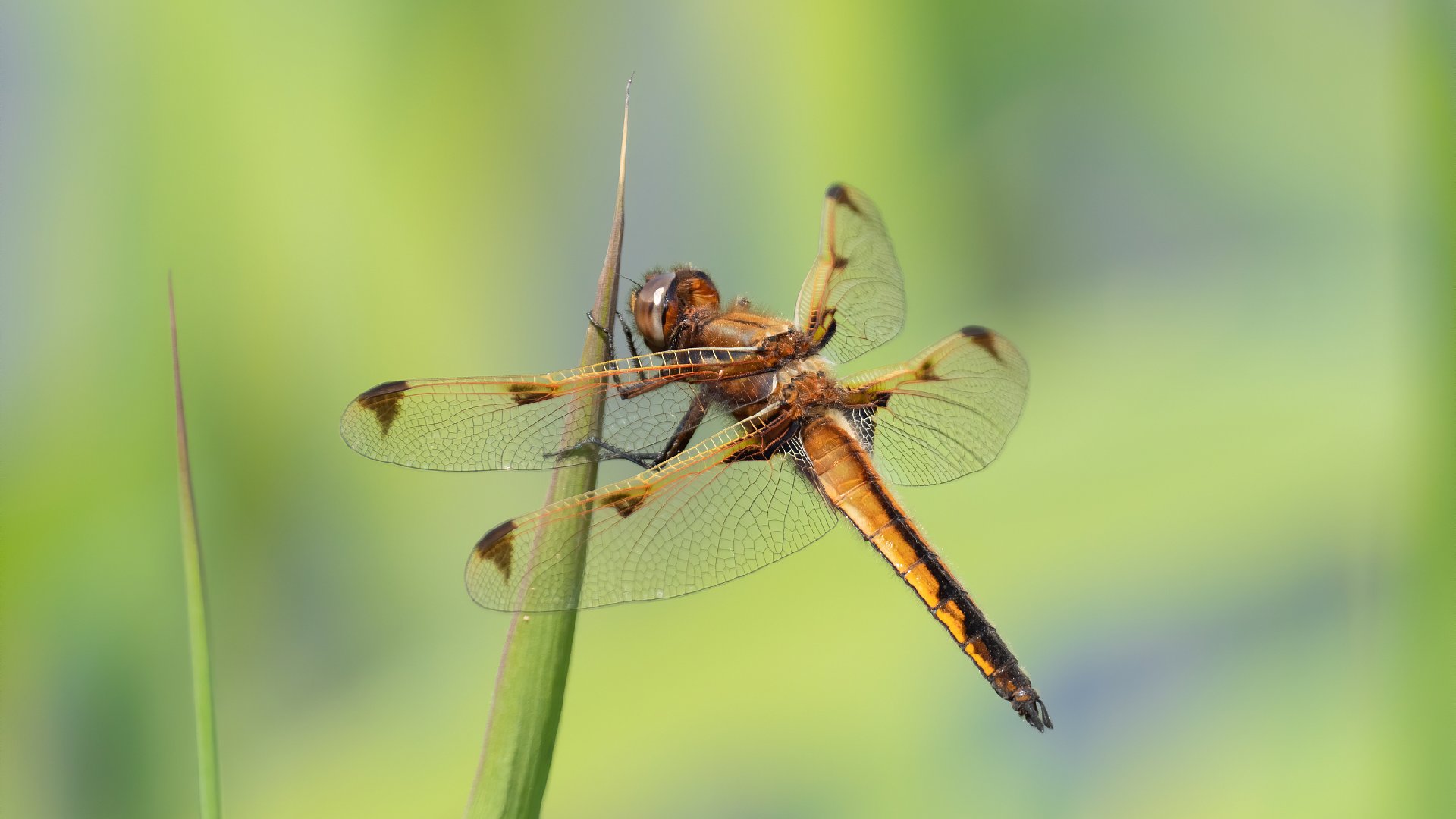 Critically endangered dragonfly Libellula angelina spotted in Beijing ...