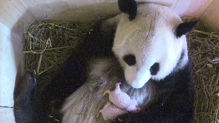 China, Austria sign new giant panda cooperation agreement - CGTN