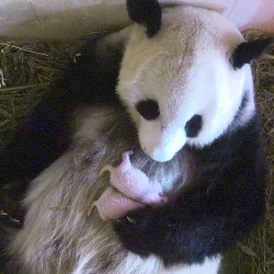 China, Austria sign new giant panda cooperation agreement - CGTN