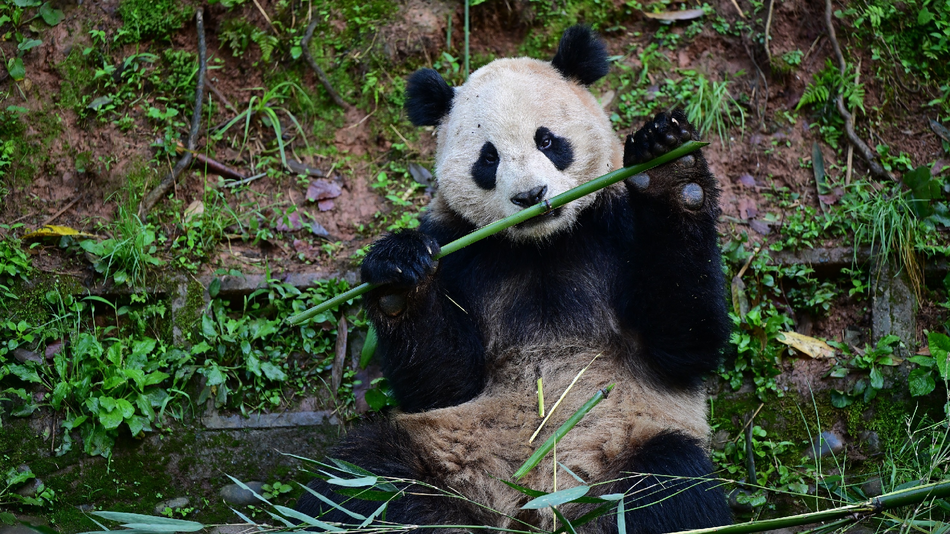 China, U.S. kick off new round of cooperation in panda protection - CGTN