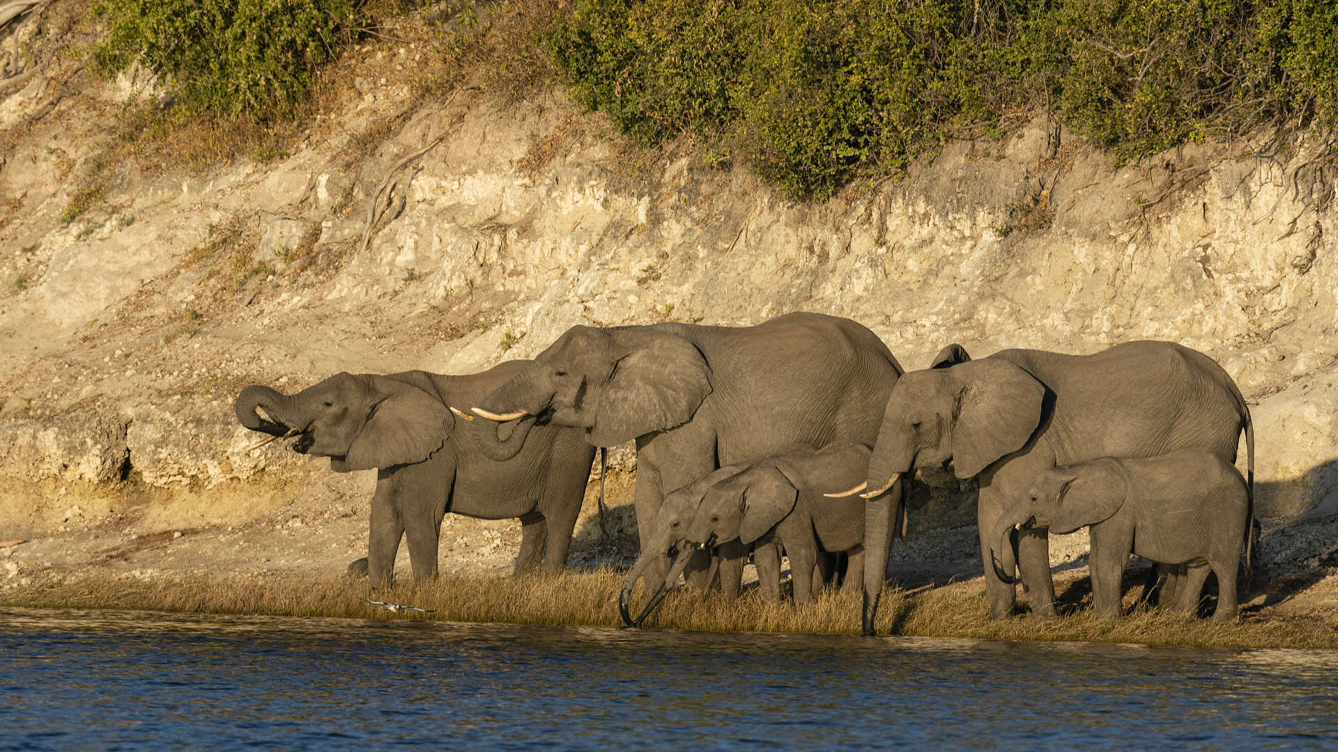 Experts say climate change influences elephants' migration patterns - CGTN