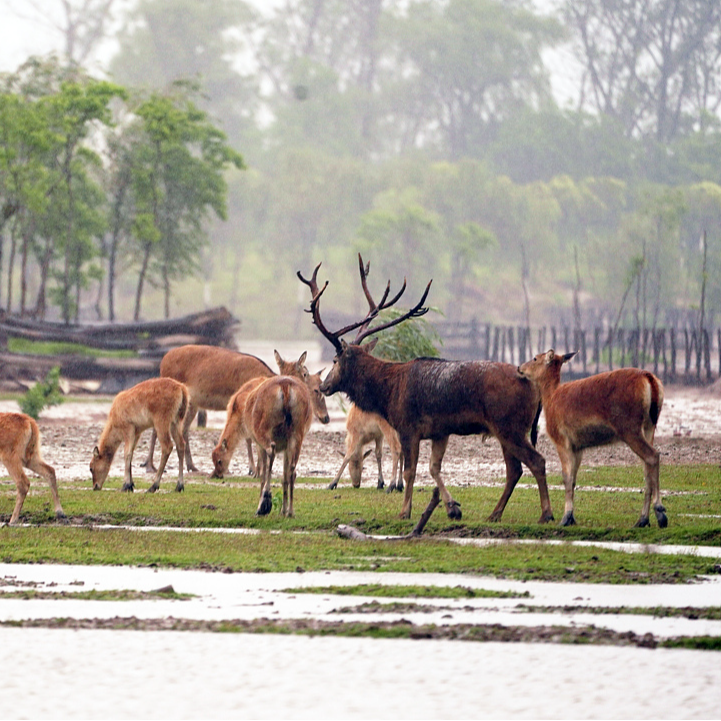 Live: Join us spot milu deer lock horns in E China's Jiangsu Province ...