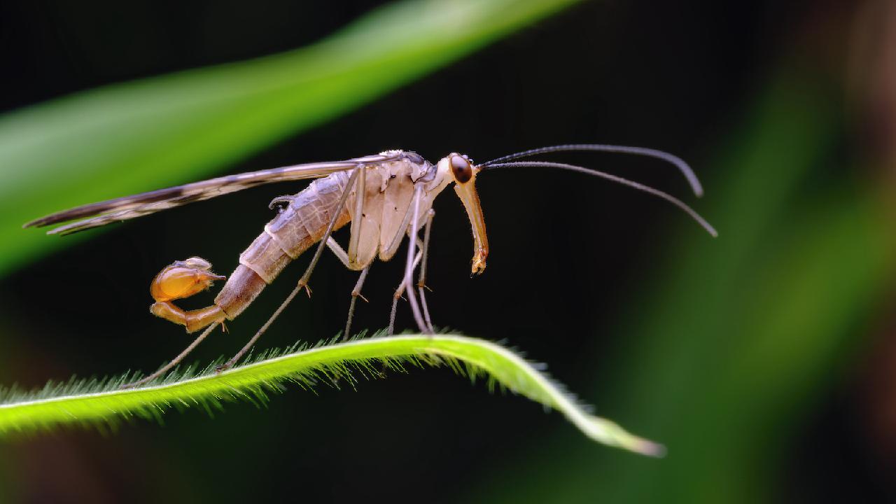 Five new species discovered in SW China's Yunnan - CGTN