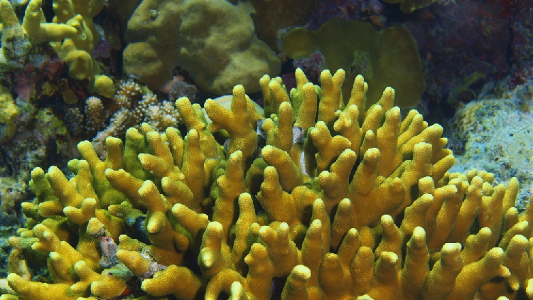 Protecting Scleractinia: A key to coral reef survival - CGTN
