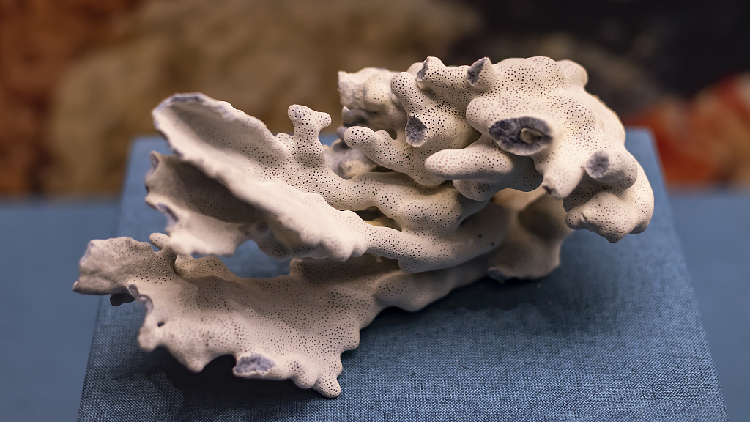 Challenges and efforts involved in protecting blue coral - CGTN