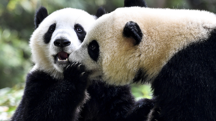 Celebrate International Kissing Day with snaps of animal smooches - CGTN