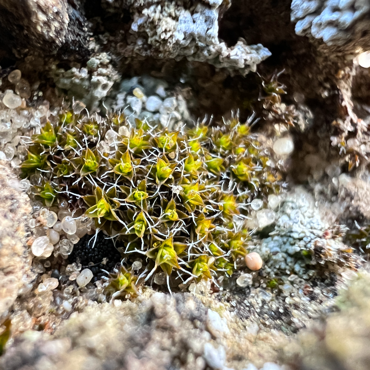 Chinese study reveals potential of moss to survive and thrive on Mars ...