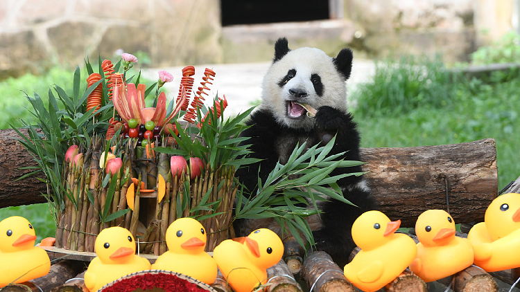 Giant panda Mang Cancan celebrates 1st birthday in Chongqing - CGTN