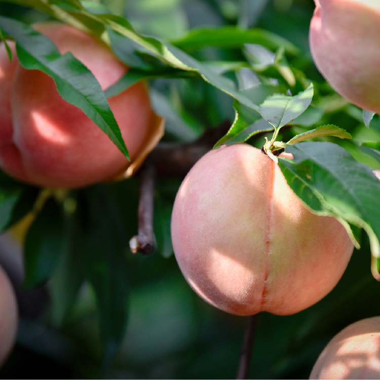 Explore Wuxi: Celebrate summer with Yangshan honey peaches - CGTN