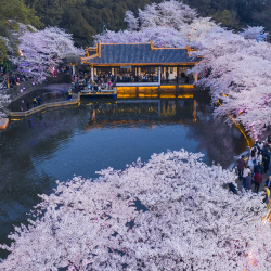 Explore Wuxi: Cherry blossoms in Yuantouzhu Scenic Area - CGTN