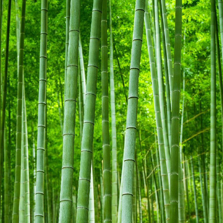 Explore Wuxi: Dive into the serenity of Yixing Bamboo Forest - CGTN