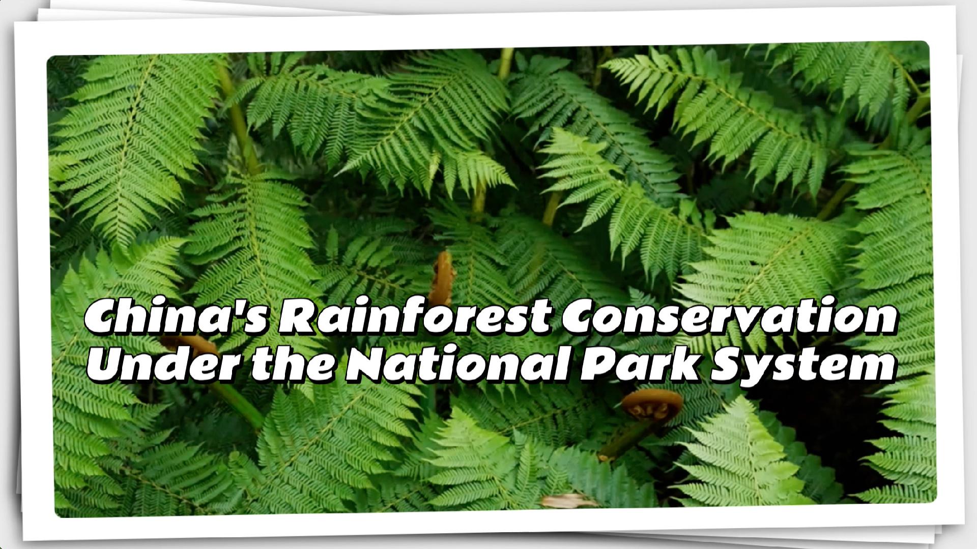China's Rainforest Conservation Under the National Park System - CGTN