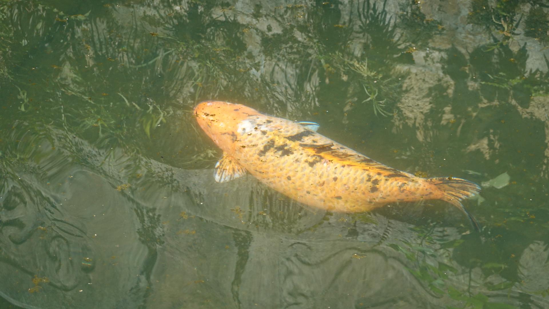 The famously chubby fish of Wuxi - CGTN
