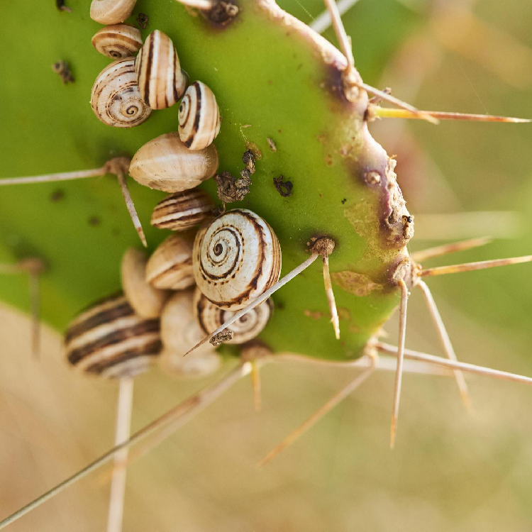Study finds invasive snails attracted to red, repelled by garlic - CGTN