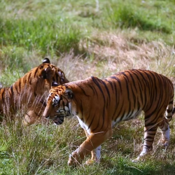 Live: Caring for endangered South China tiger cubs - CGTN