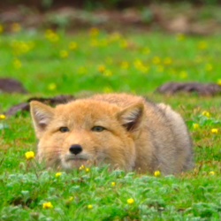 Summer on the plateau: When a Tibetan fox meets a marmot - CGTN