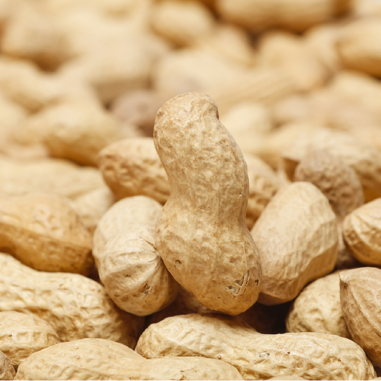 Cracking the peanut code: scientists uncover evolutionary secrets - CGTN