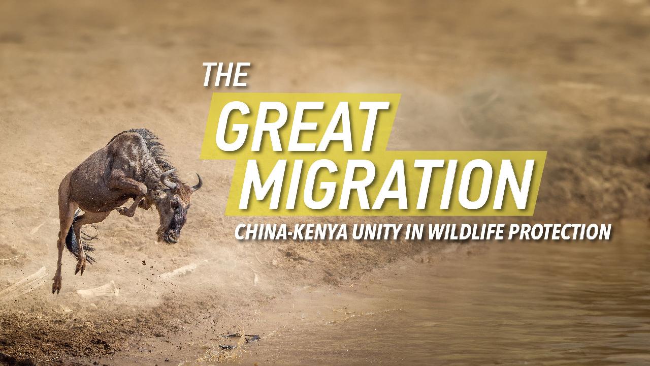 Live: The Great Migration – Africa beyond the Great Migration - CGTN