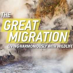 Live: The Great Migration – Harmony between man and nature - CGTN