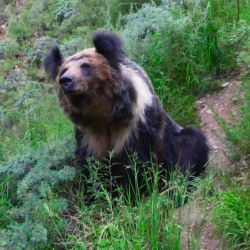 Summer on the plateau: Bears and stray dogs 'fight' for food - CGTN