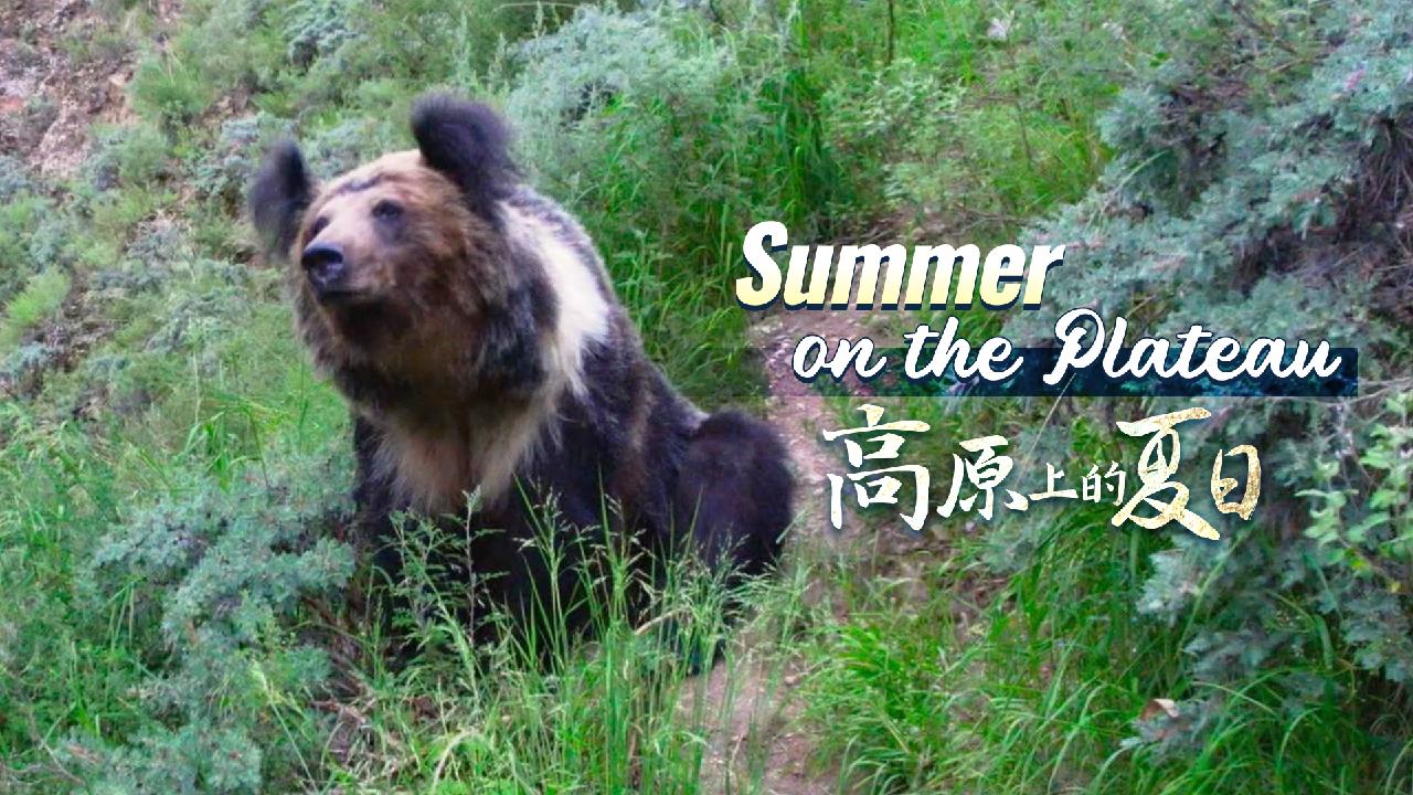 Summer on the plateau: Bears and stray dogs 'fight' for food - CGTN
