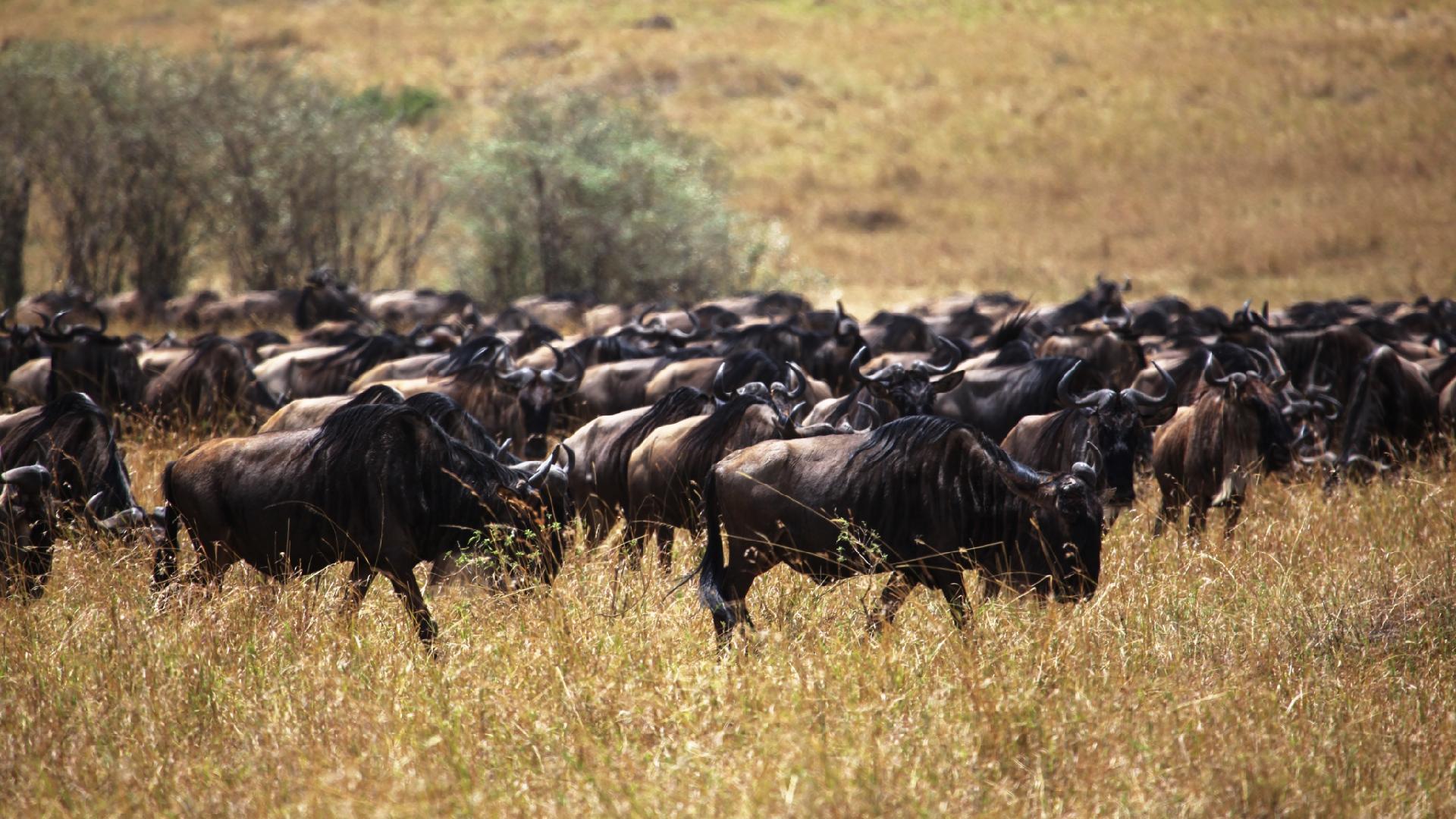African wildlife migration, a stunning spectacle of nature - CGTN