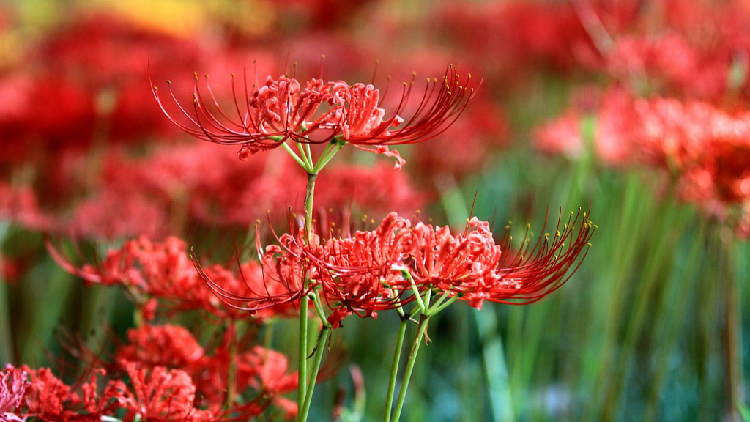 Full-blooming lycoris flowers reflect delicate hues of late summer - CGTN