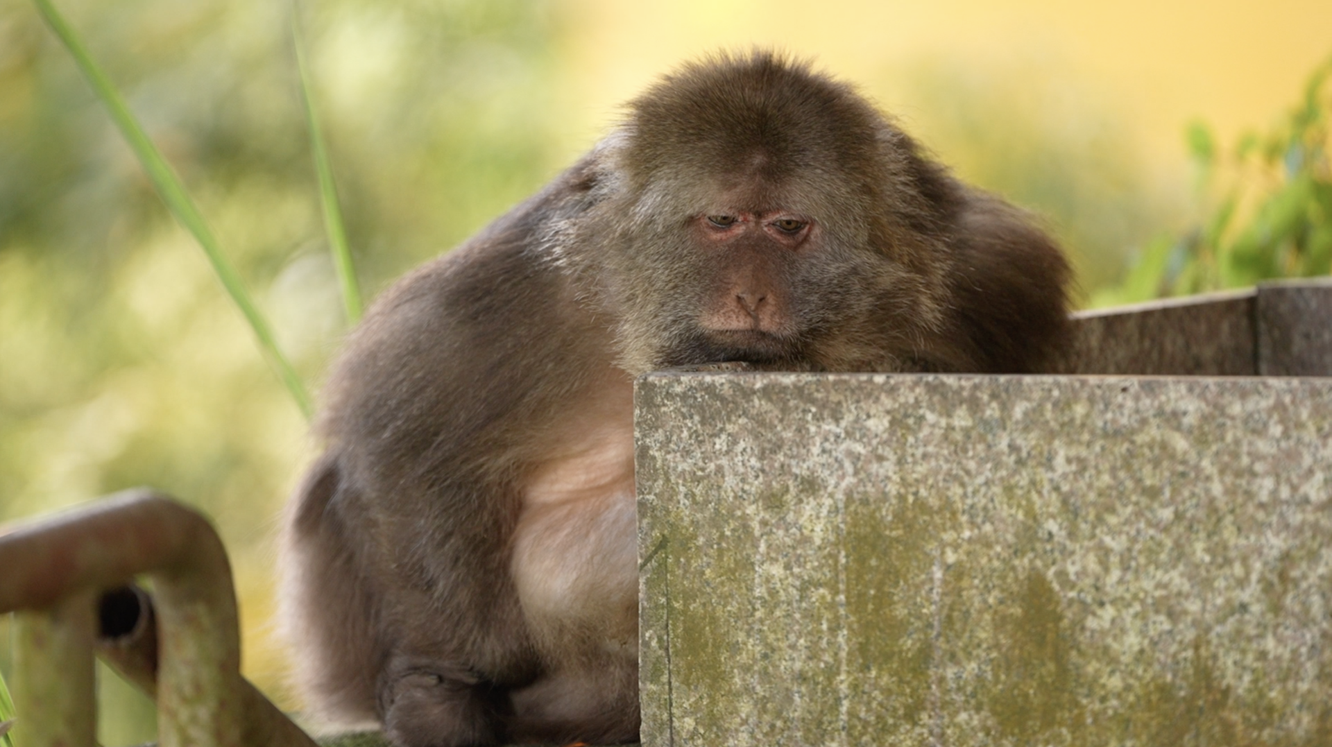 One-armed monkey Xing Xing and her guardians - CGTN