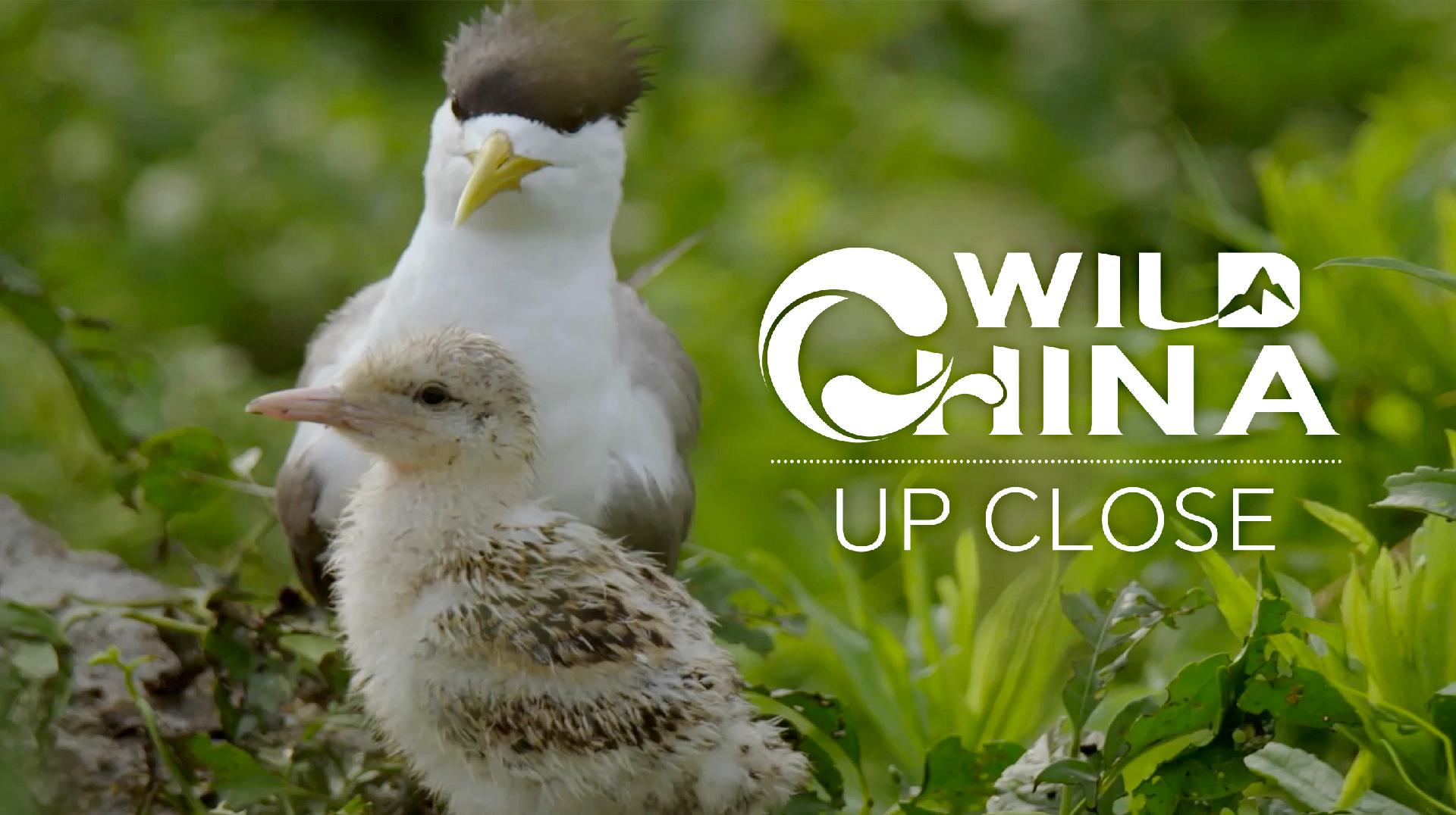 Wild China Up Close: Not every bird can grow up - CGTN