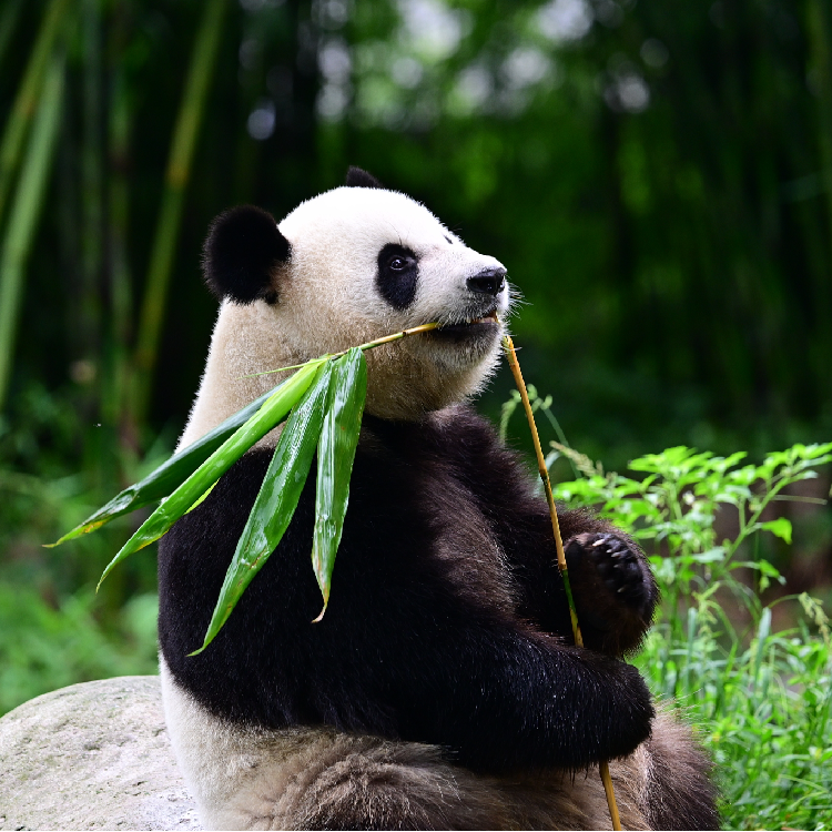 New giant panda pair arrives in Hong Kong - CGTN