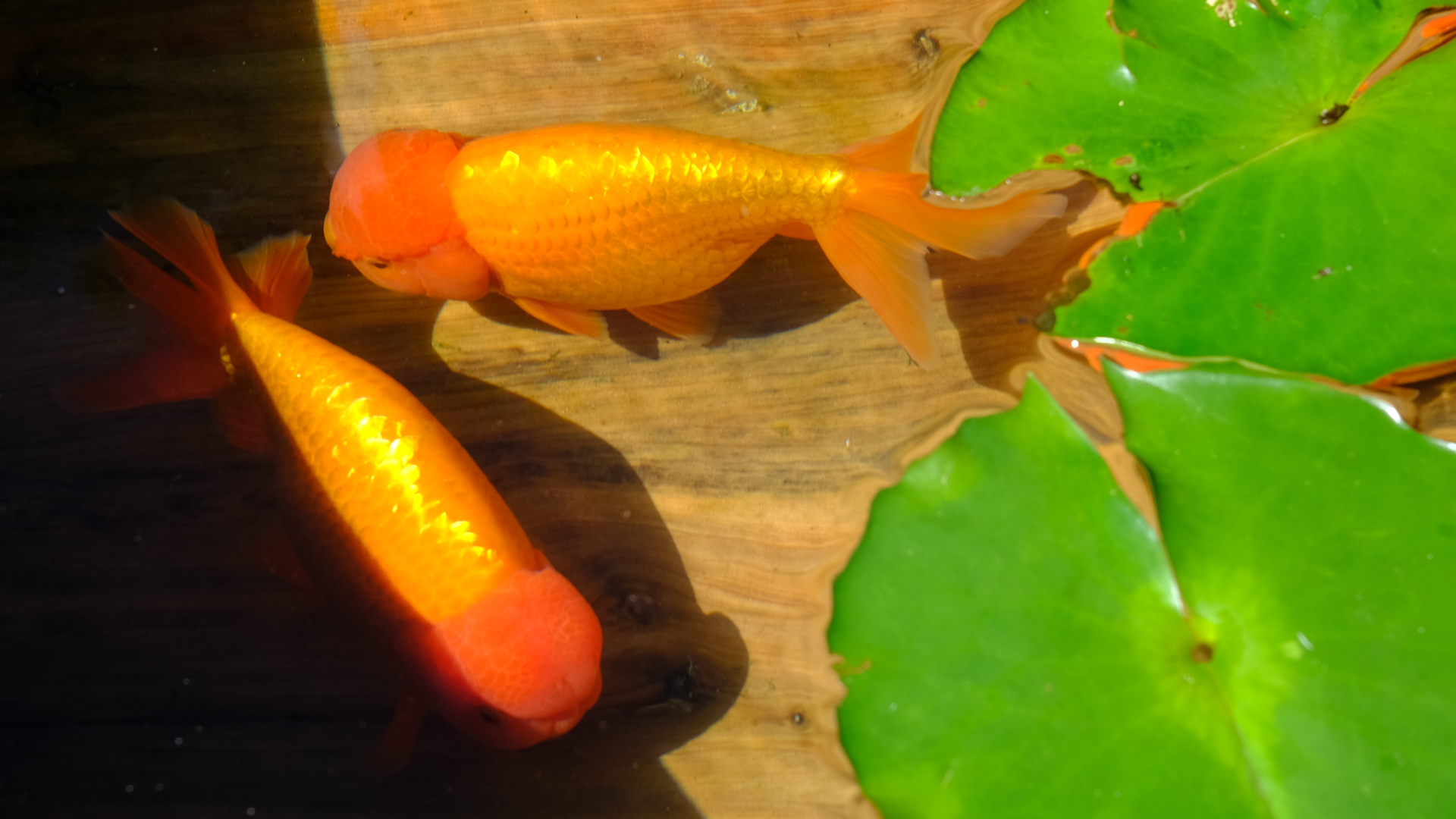 Chinese goldfish swim their way to world cultural heritage - CGTN