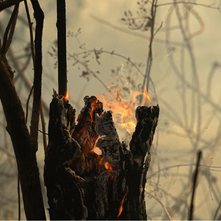 Fires in Brazil's Amazon rainforest region surge for third month - CGTN