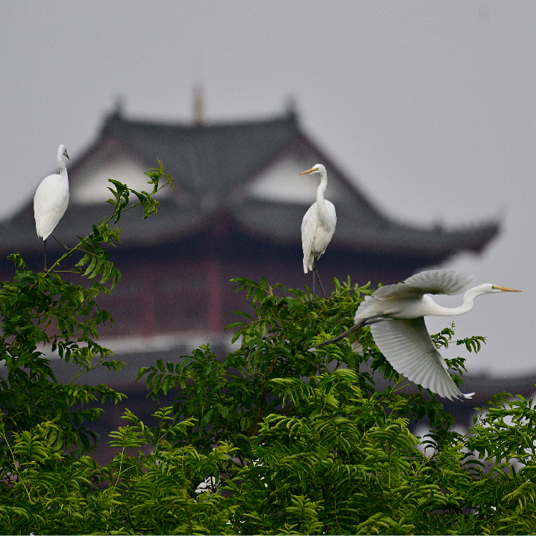 Chinese provinces launch campaign to protect migratory bird routes - CGTN