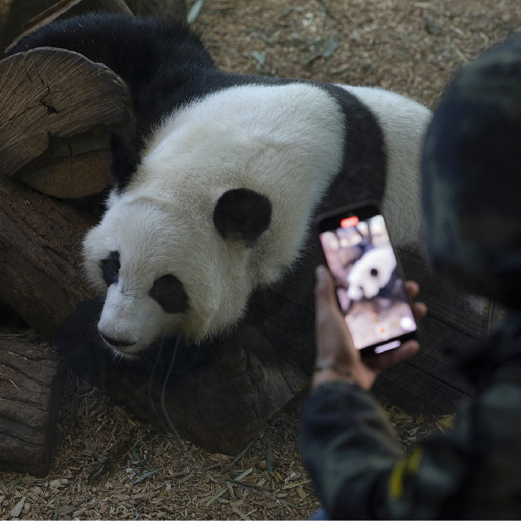 Giant pandas return to China after successful stay at Zoo Atlanta - CGTN
