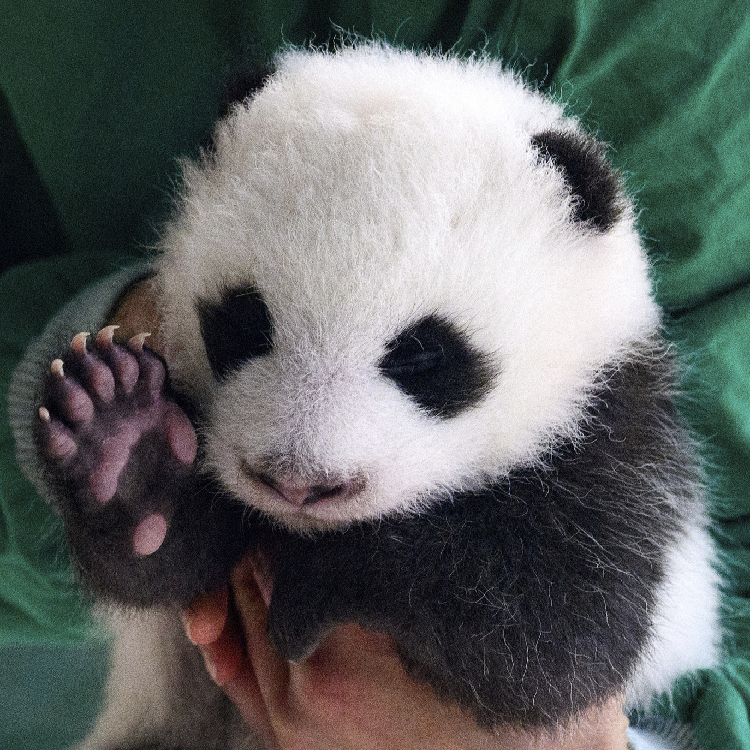 Lachende Baby Panda