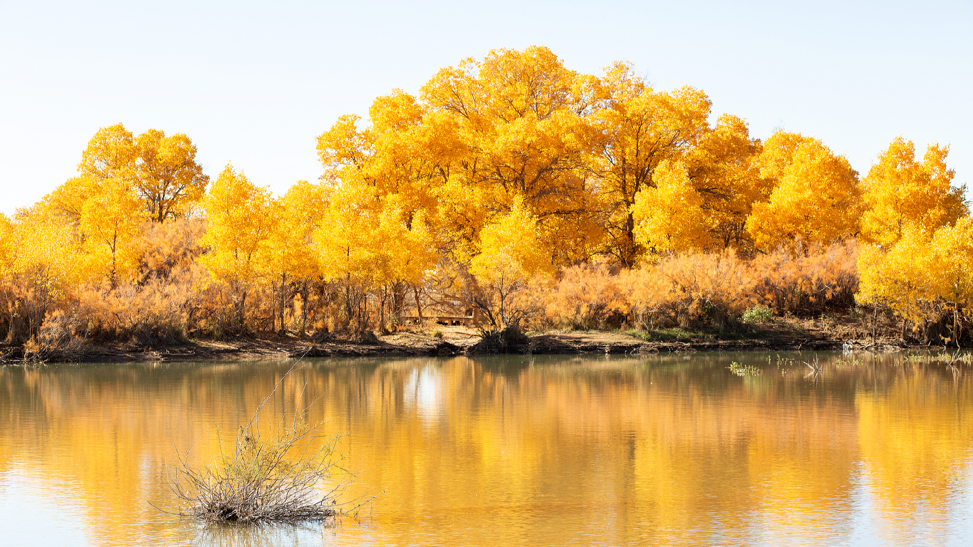 Golden desert poplar trees provide stunning backdrop to Inner Mongolia ...