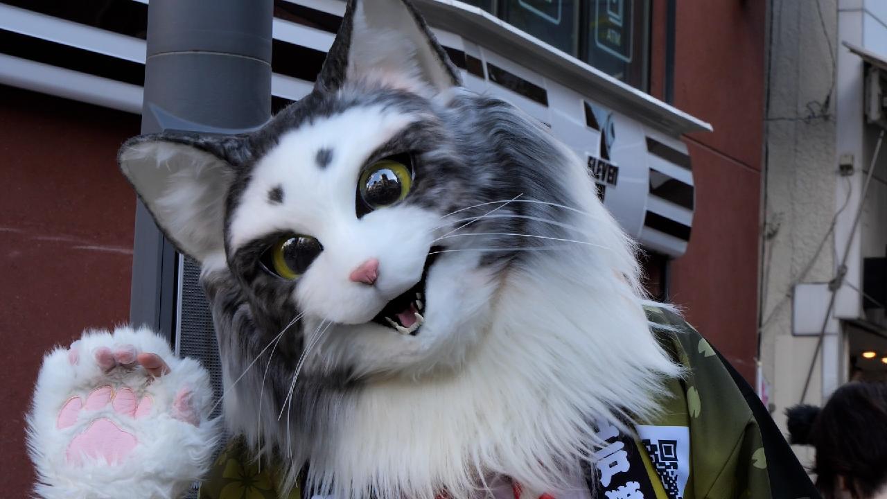 Japan's cat parade - CGTN