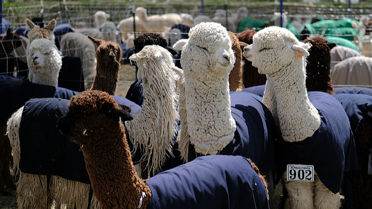 Alpaca festival in Peru heritage site proves a hit with tourists - CGTN