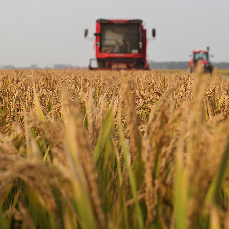 Major Chinese agricultural provinces secure grain harvest - CGTN