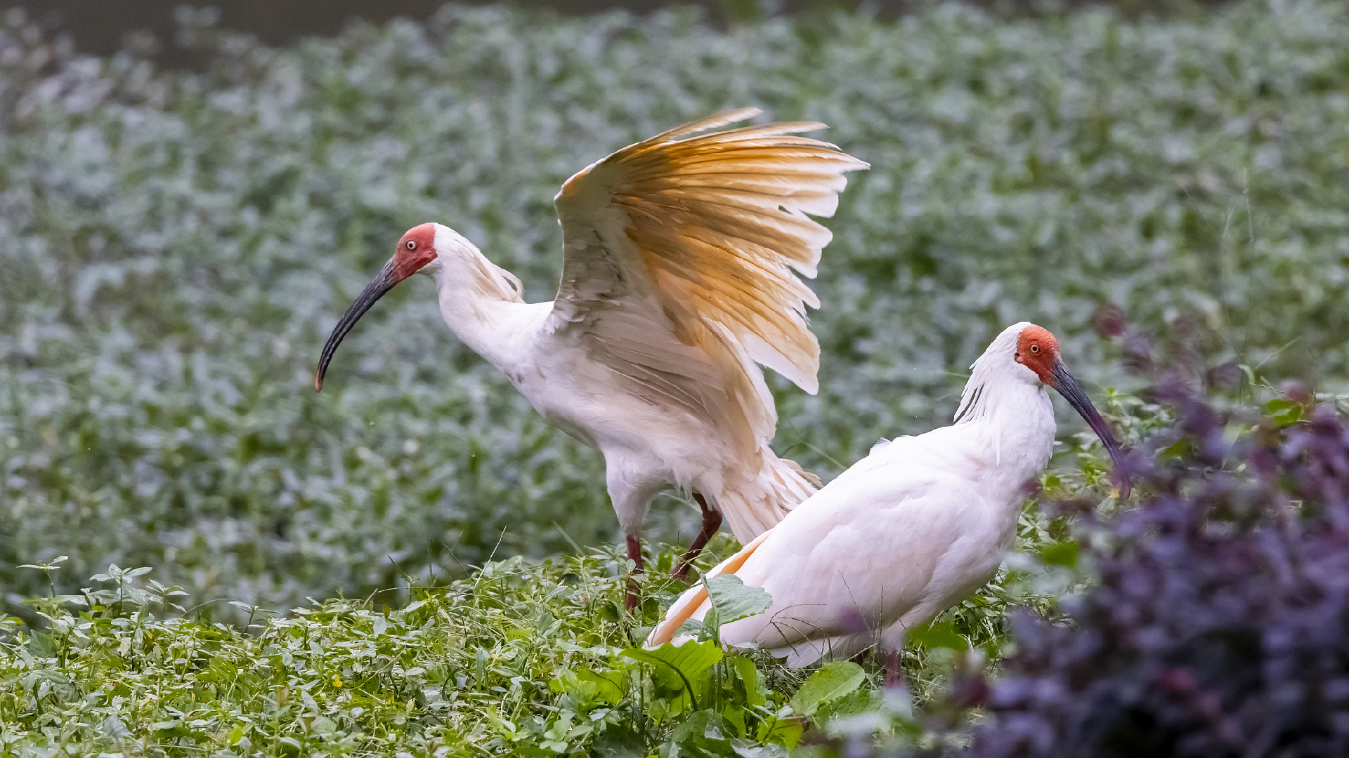 16 Japan-born crested ibises return to China - CGTN