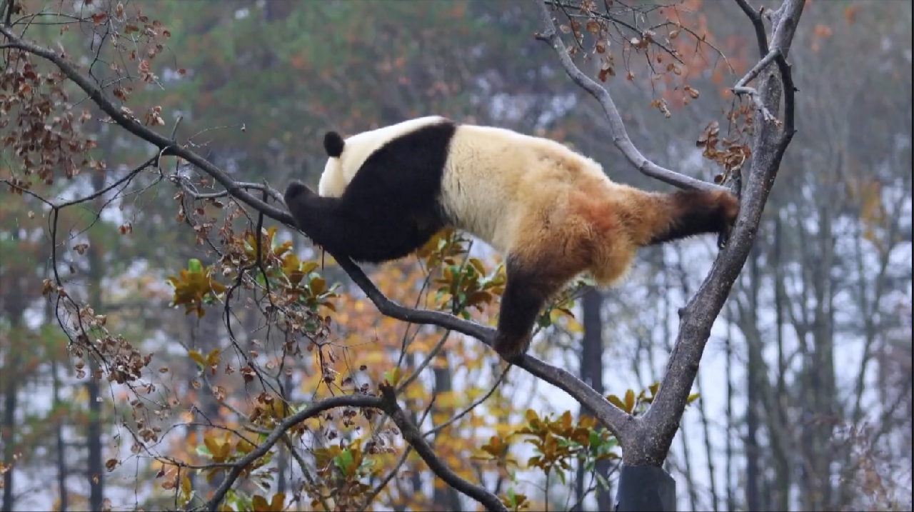 Check out a real-life 'Kung Fu Panda' in NW China - CGTN