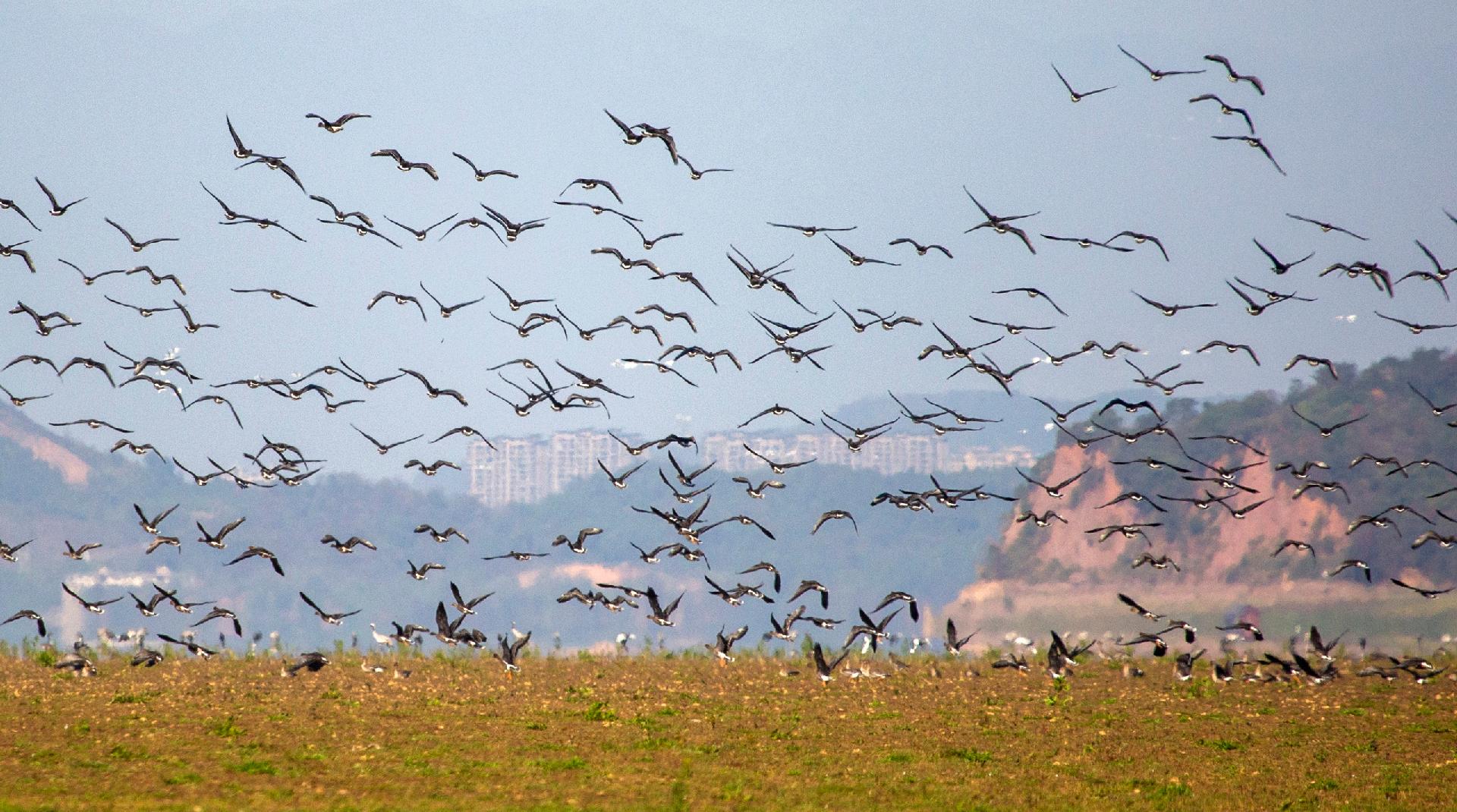 Migratory birds flock to Poyang Lake for winter shelter - CGTN