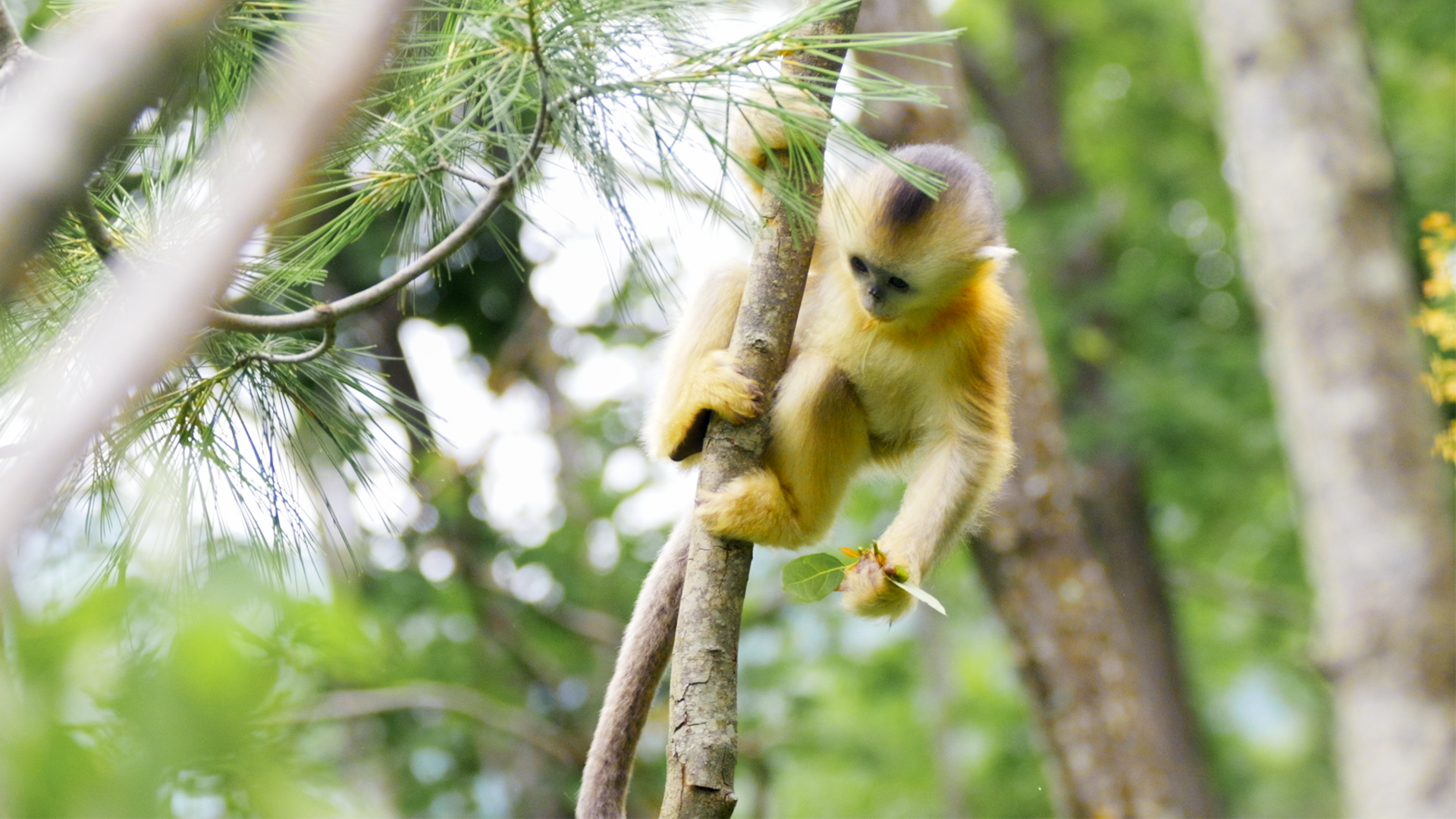 Curious little golden snub-nosed monkey spotted in Sichuan - CGTN