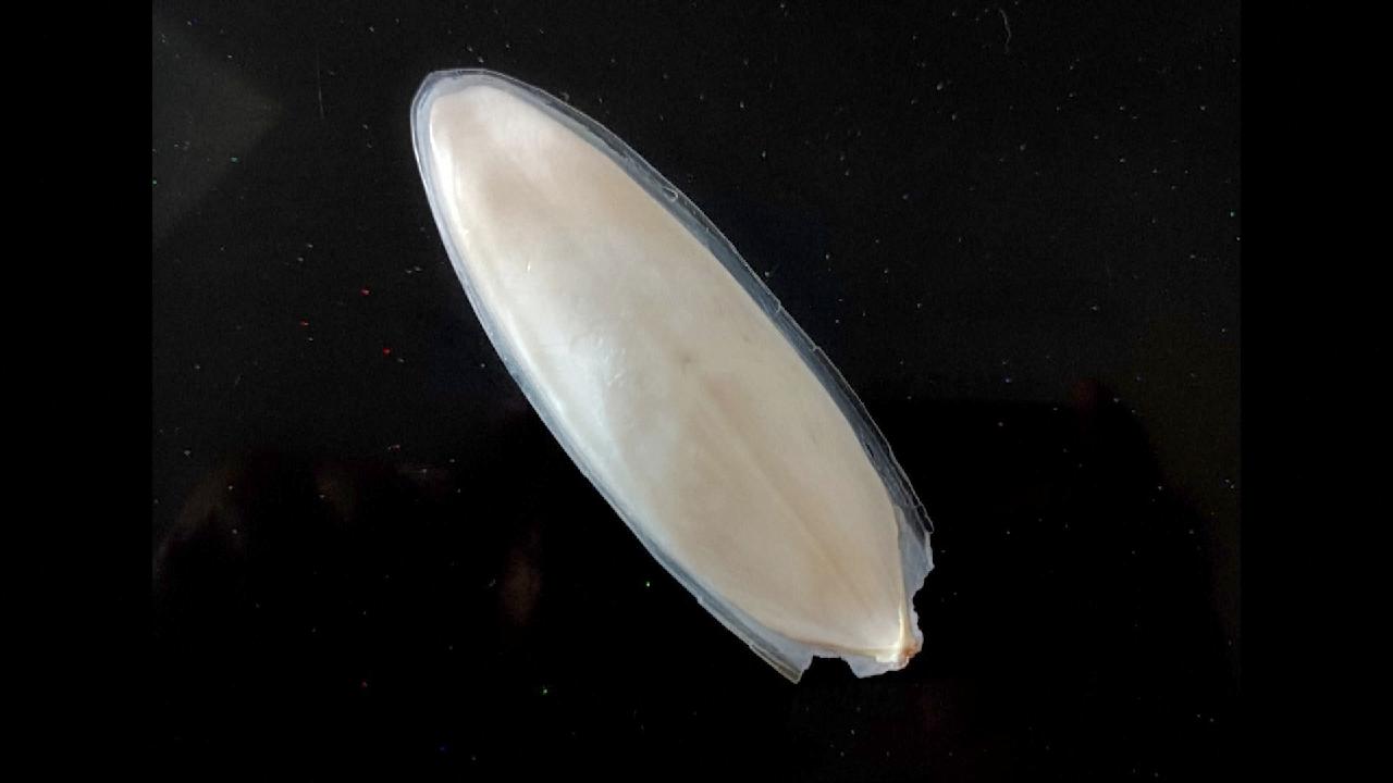 Chinese scientists create foam able to remove microplastics from water ...