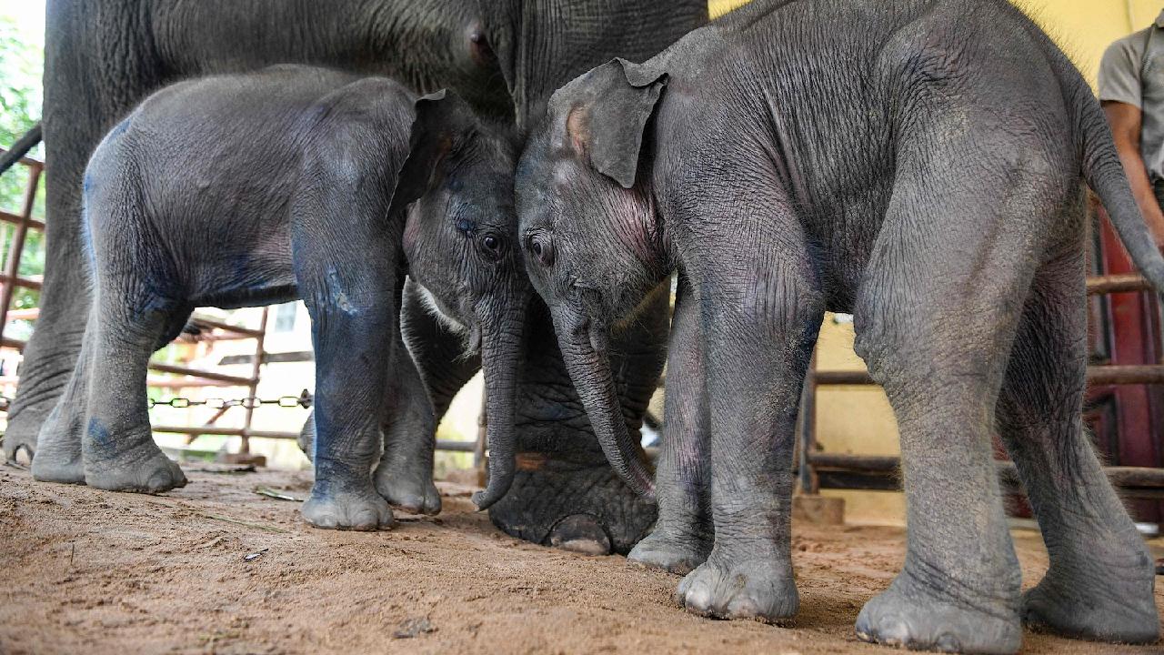 Efforts underway to reduce human-elephant conflicts in Myanmar - CGTN