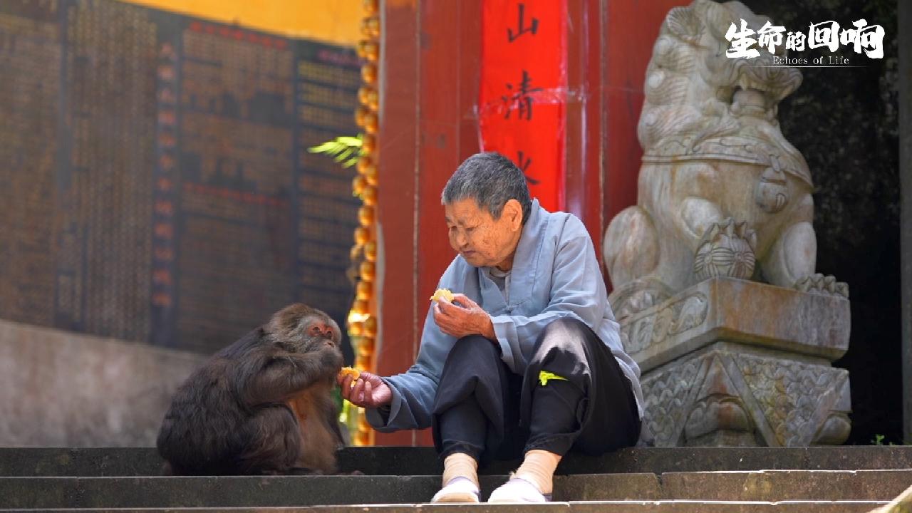 One-armed monkey, nun and monk become online sensations - CGTN